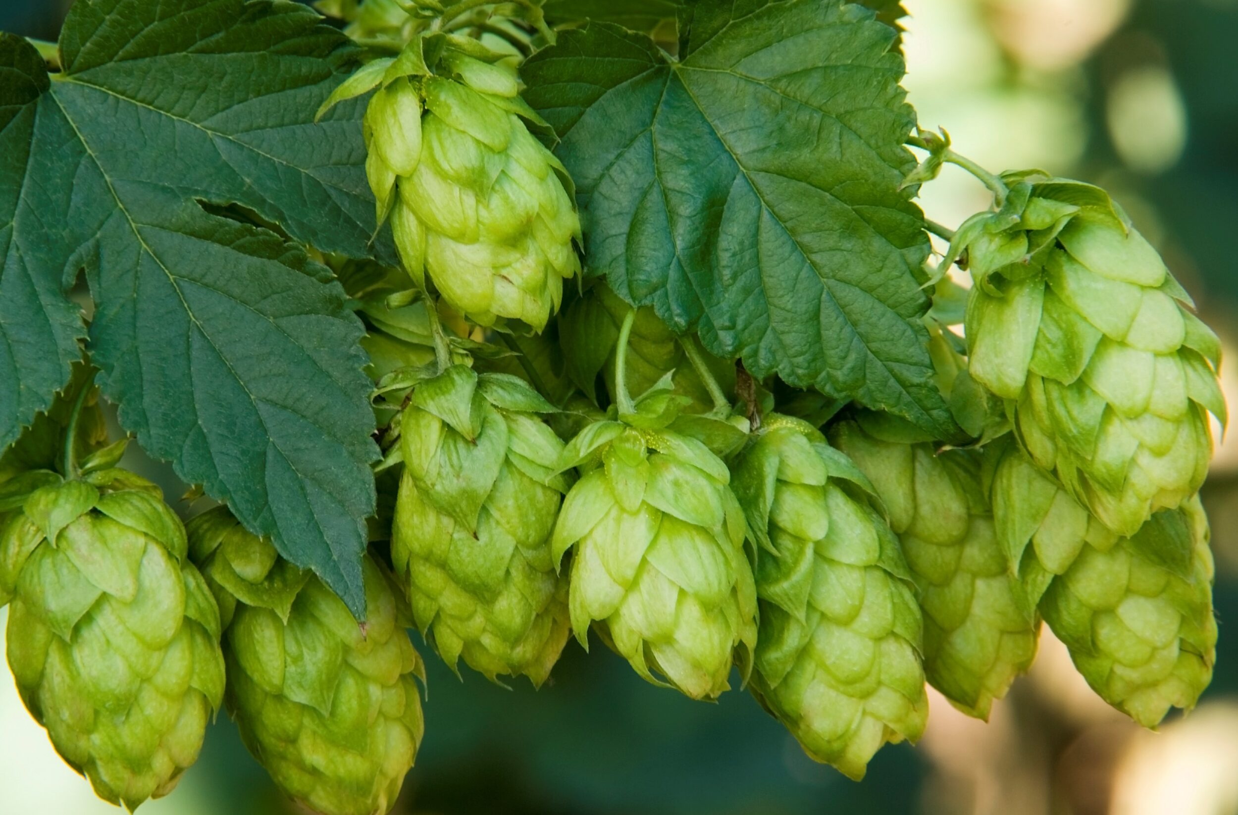 Chinook humle USA 12,3 % alpha, 100 gram blade