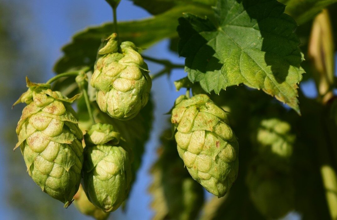 Amarillo humle, Alpha 7,9 % 100 gram blade