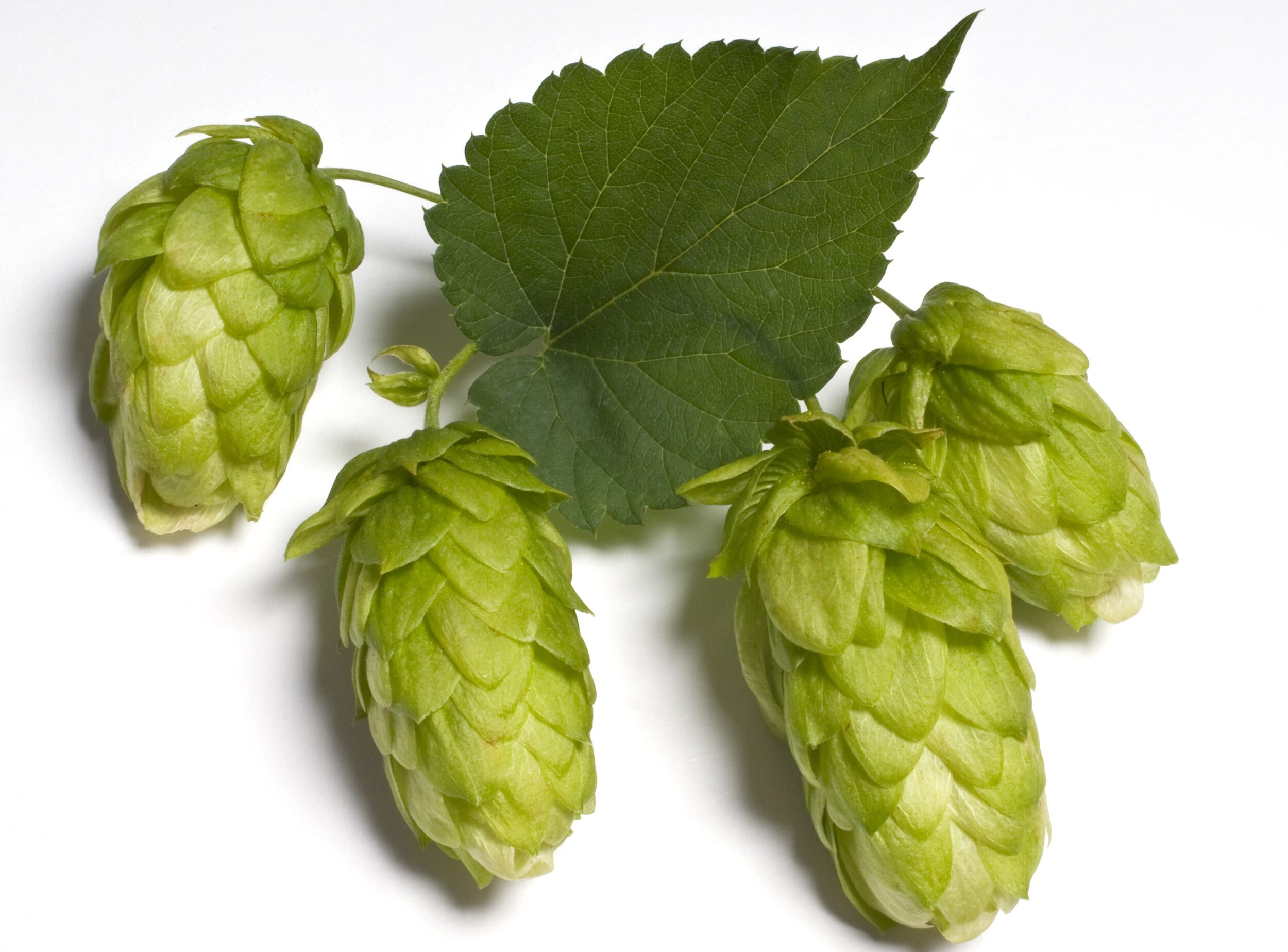 Citra humle 13 % Blade 100 gram